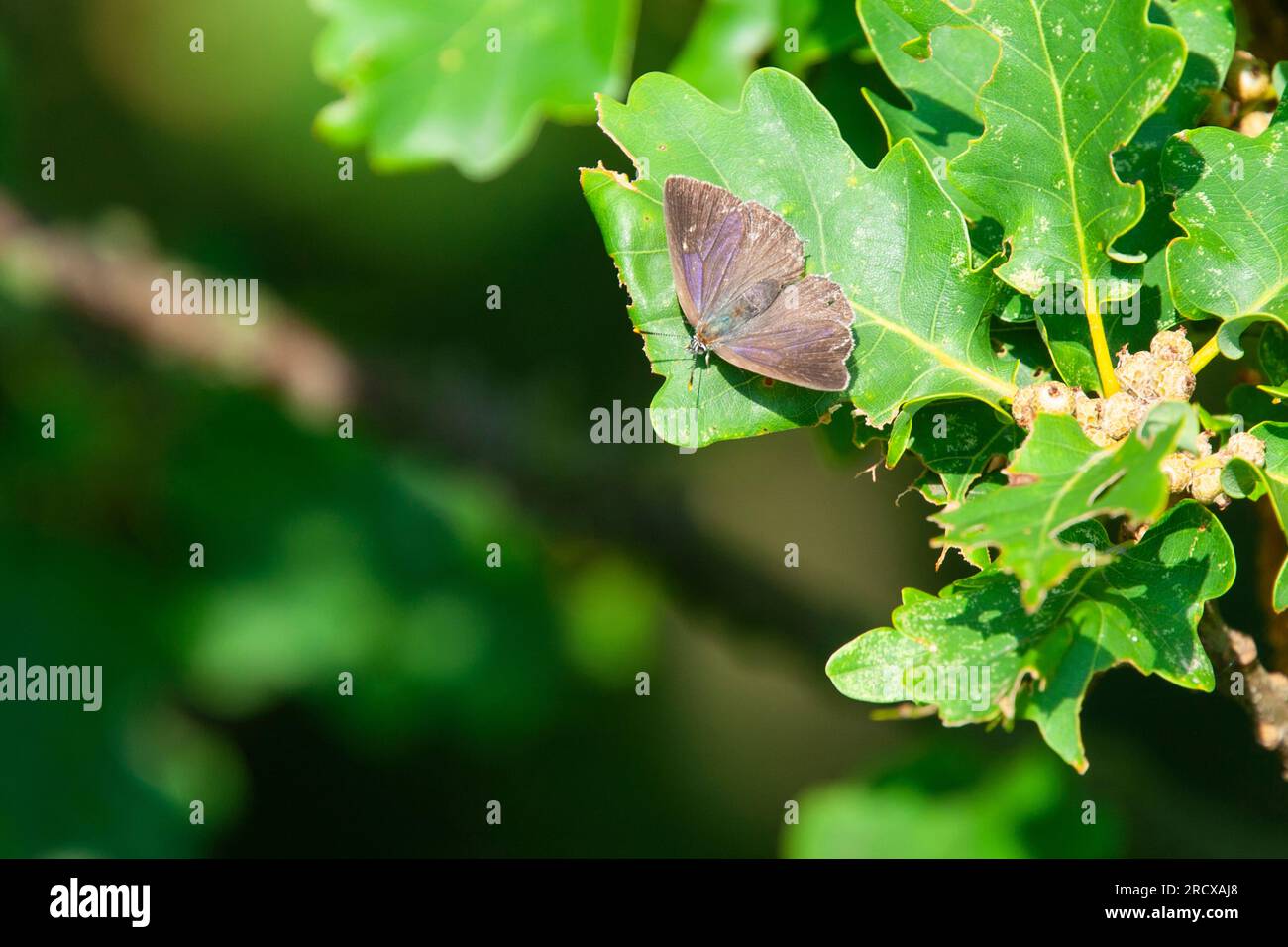 Purple Hairstreak (Favonius quercus, Neozephyrus quercus, Quercusia ...