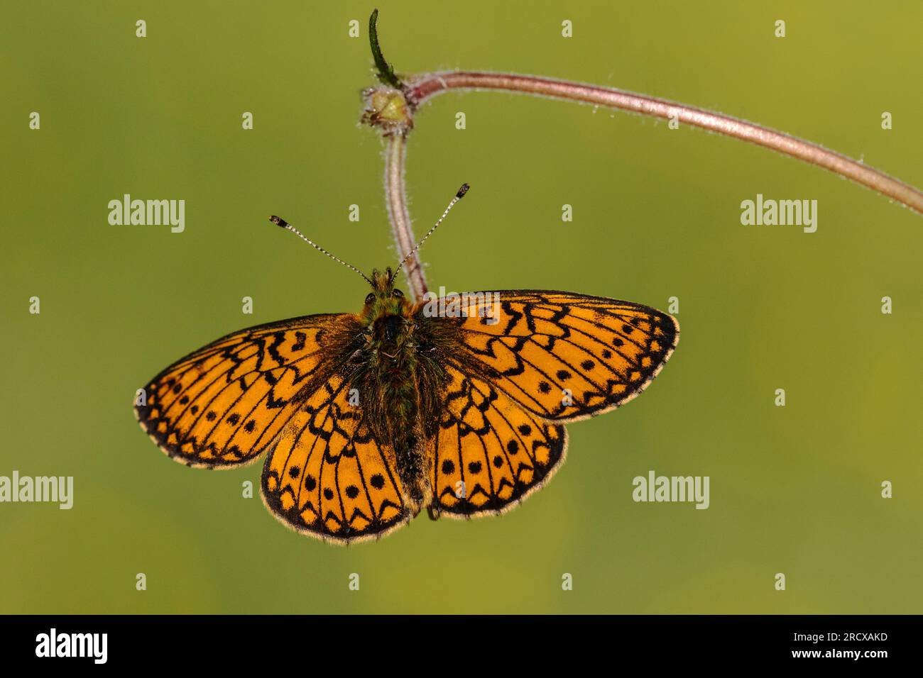 bog fritillary (Boloria eunomia, Clossiana eunomia, Proclossiana ...