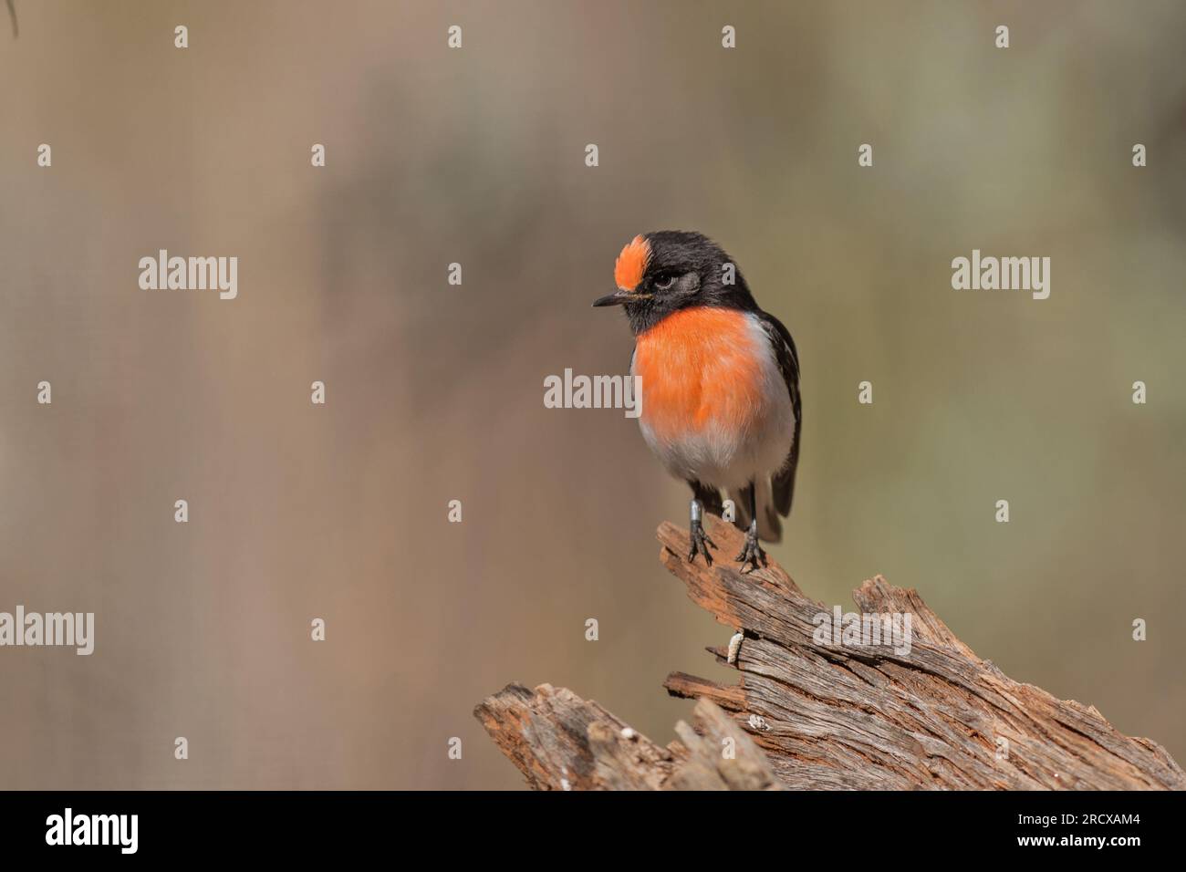red-capped robin (Petroica goodenovii), male sitting on a branch ...