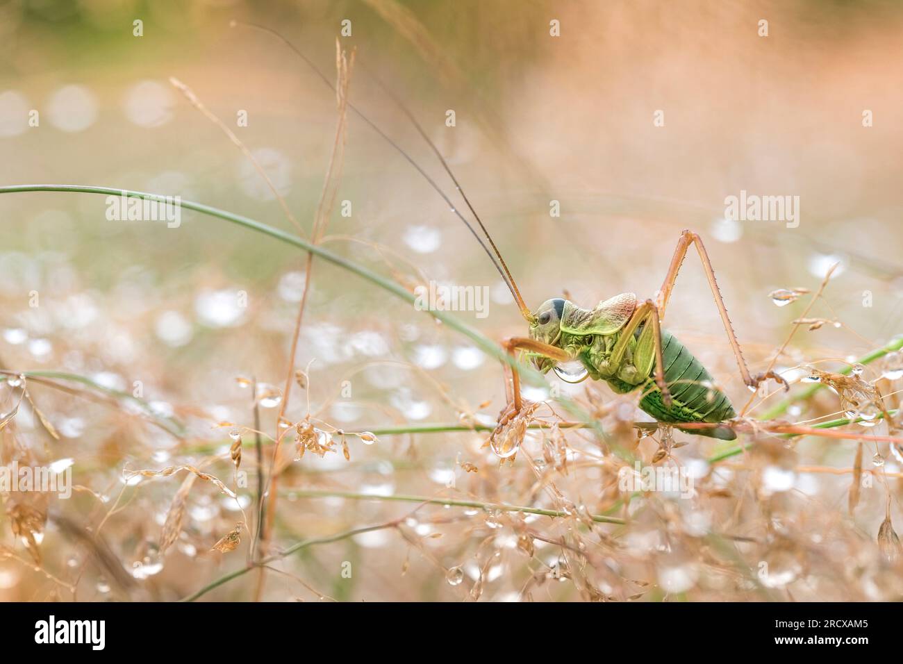 Western Saddle Bush-cricket, Saddle-backed bush-cricket (Ephippiger ...