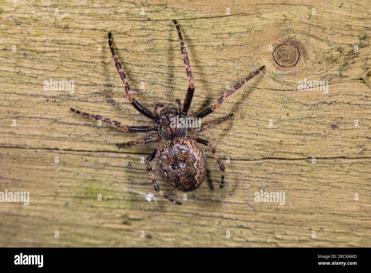 Crevice spider, Walnut Orb-Weaver Spider, Walnut orb weaver spider ... Crevice spider, Walnut Orb-Weaver Spider, Walnut orb weaver spider ...