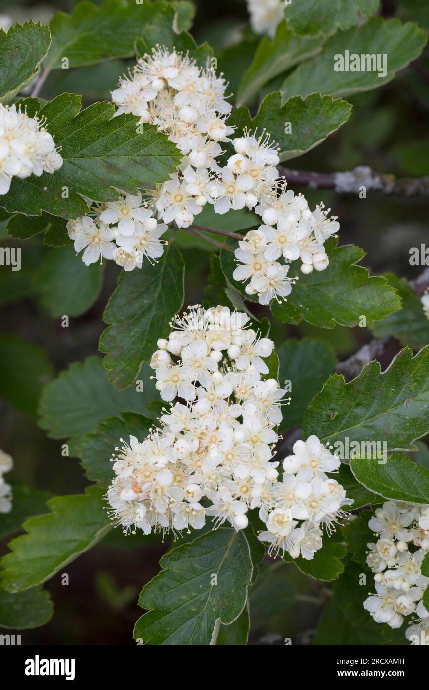 Swedish whitebeam (Sorbus intermedia), blooming branch, Sweden Stock Photo - Alamy