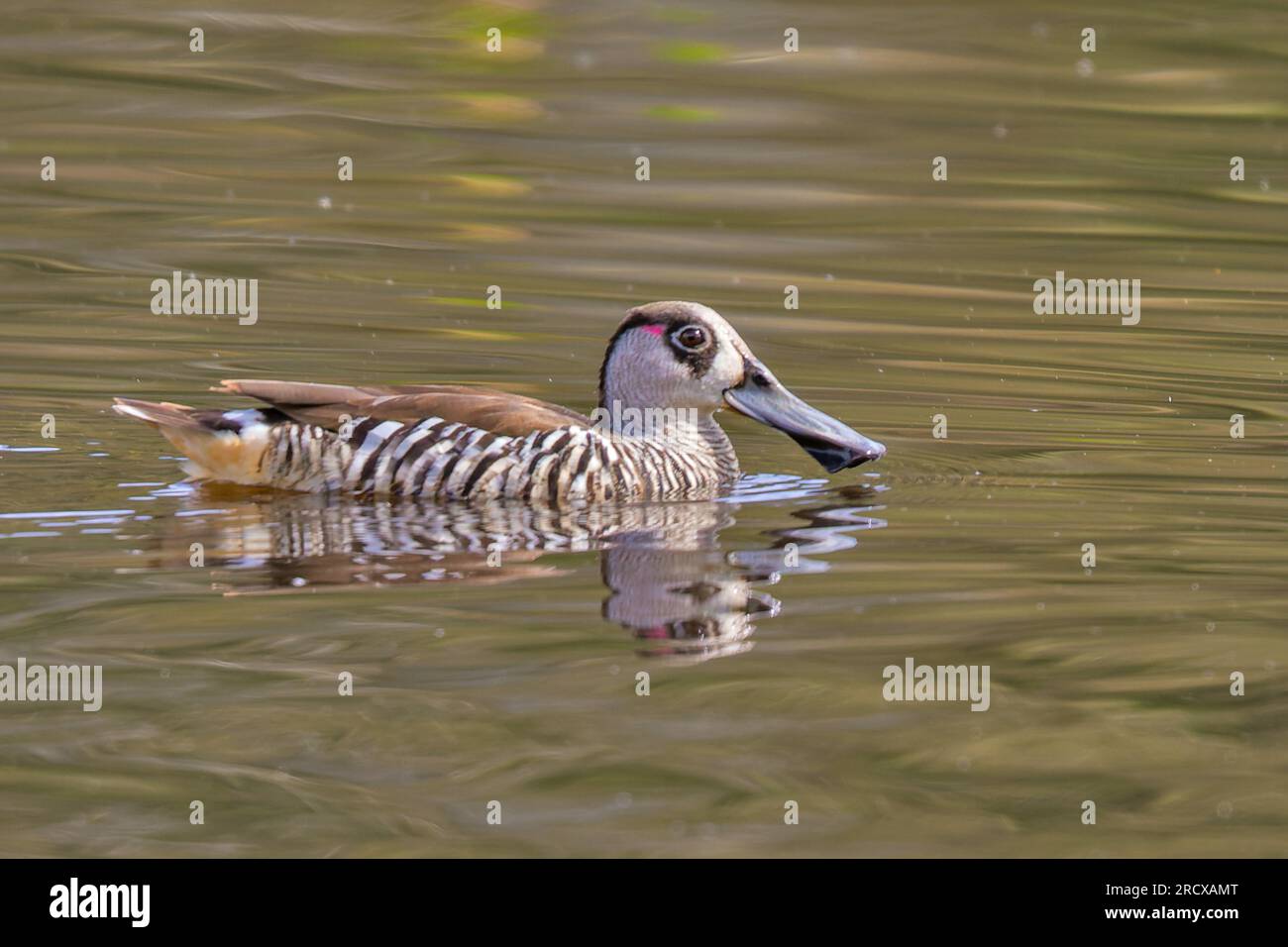 pink-eared duck (Malacorhynchus membranaceus), in water, Australia ...