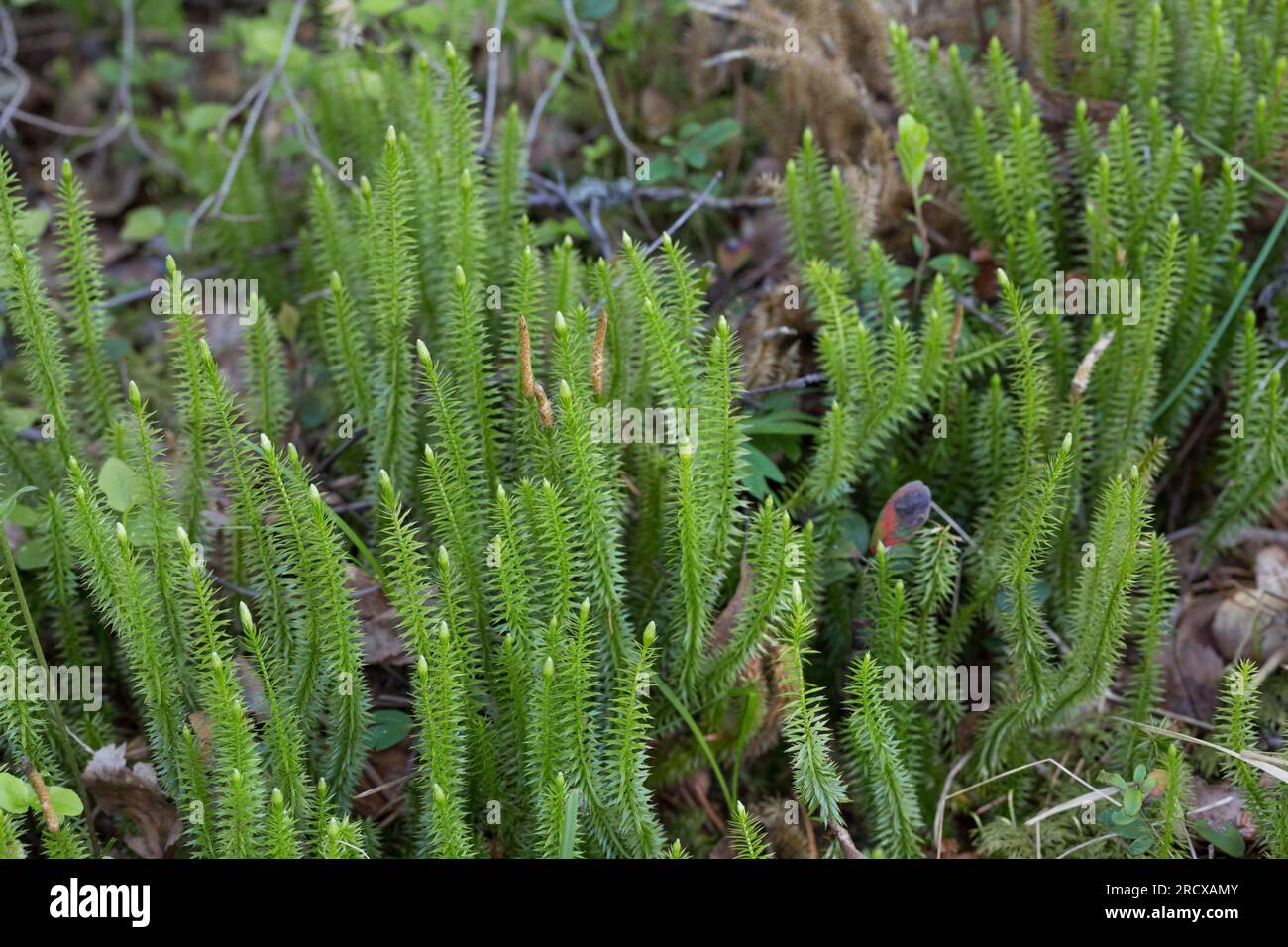 Club Moss Trailing