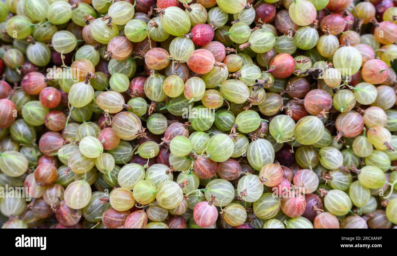 Natural looking berries of gooseberries. Selective focus Stock Photo ...