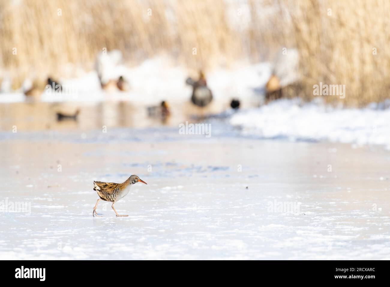 water rail (Rallus aquaticus), walking over a frozen pond, side view ...