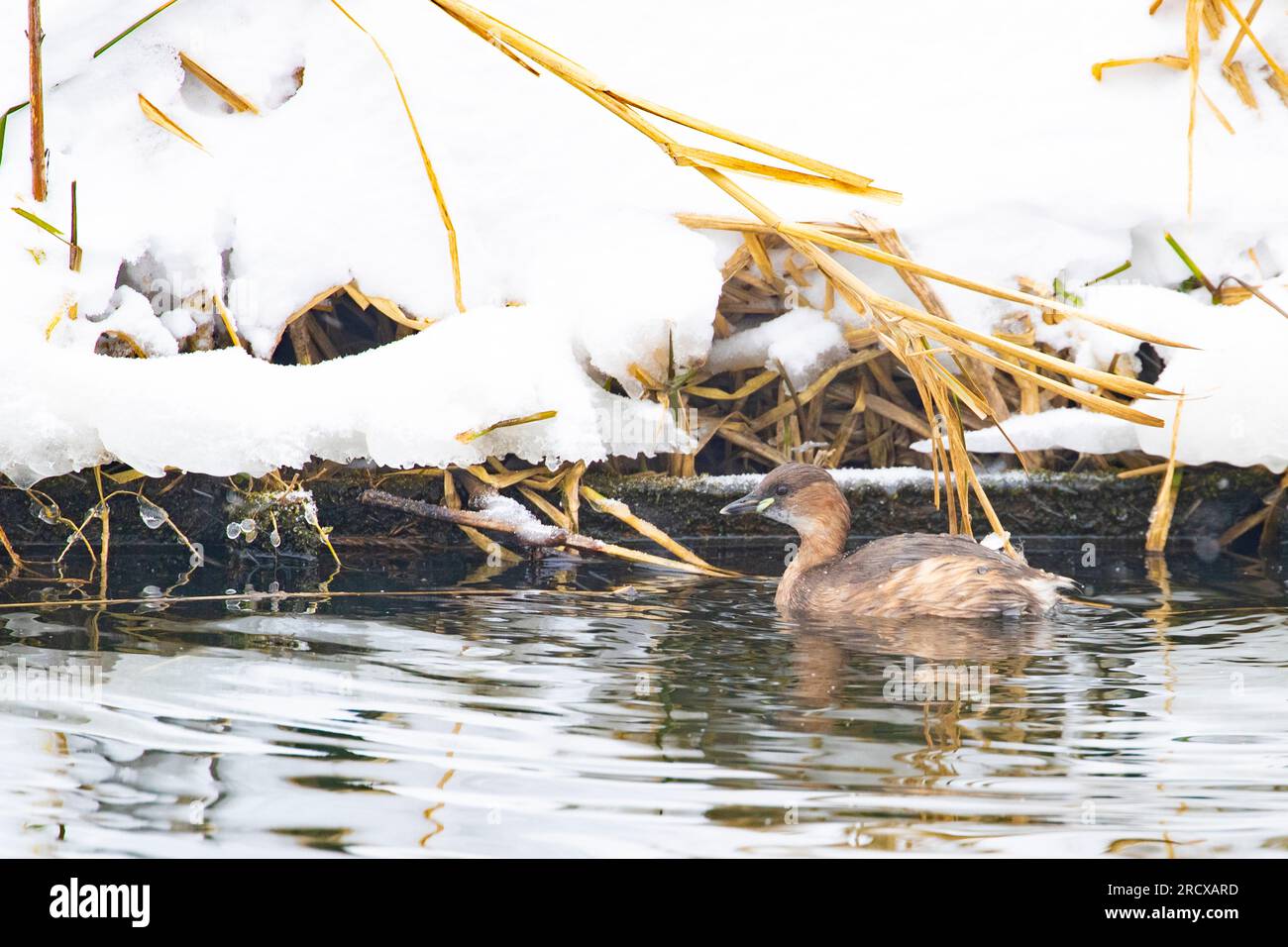 little grebe (Podiceps ruficollis, Tachybaptus ruficollis), swimming in ...