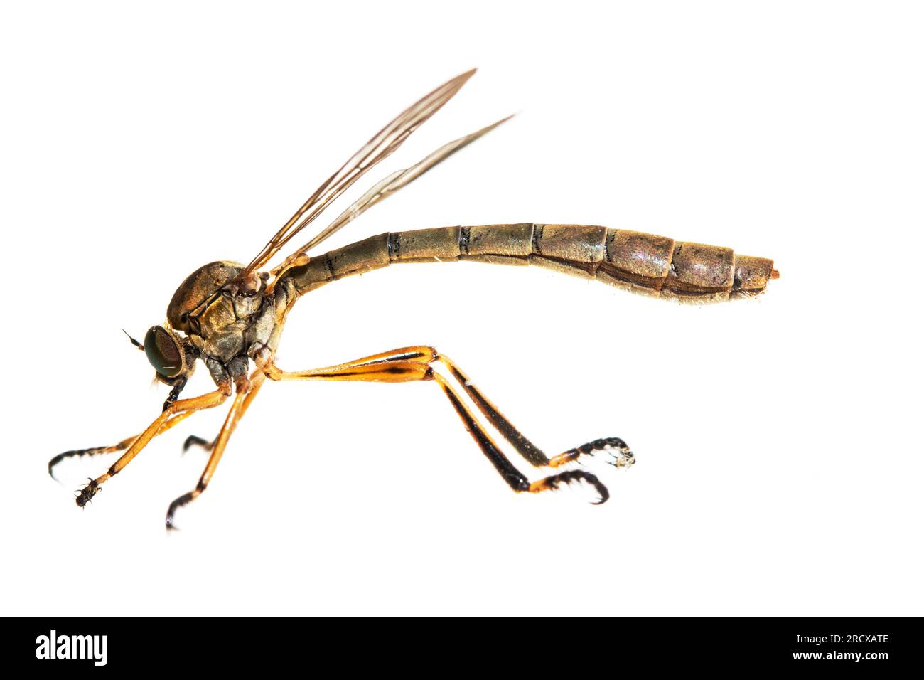 Striped Slender Robberfly (Leptogaster cylindrica), side view, cut out ...