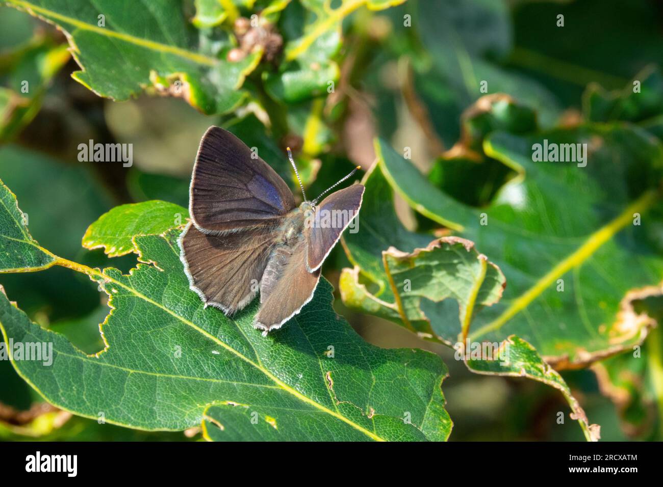 Purple Hairstreak (Favonius quercus, Neozephyrus quercus, Quercusia ...