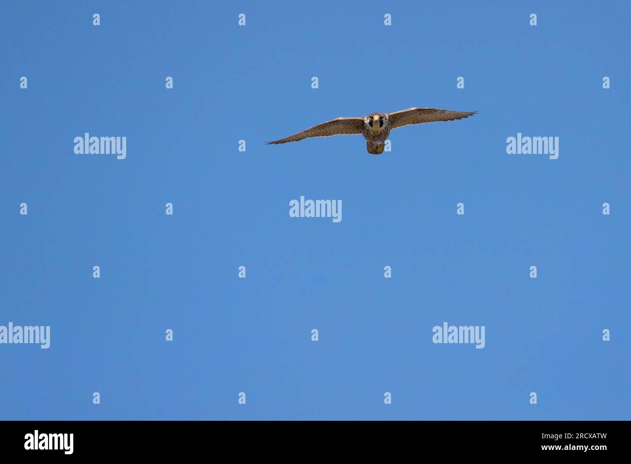 peregrine falcon (Falco peregrinus), young male in gliding flight ...