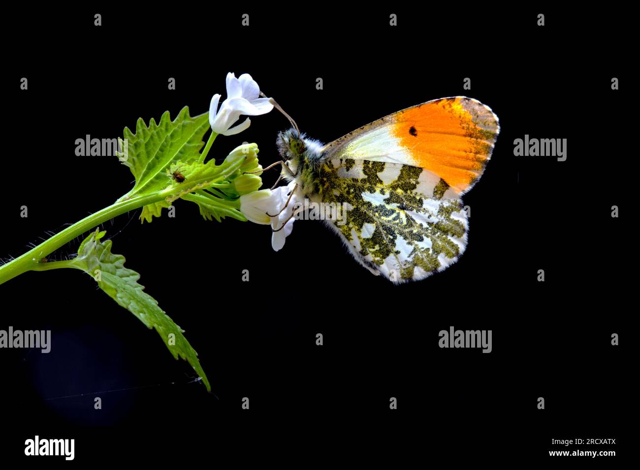 Orange-tip (Anthocharis cardamines), male at garlic mustard, side view ...