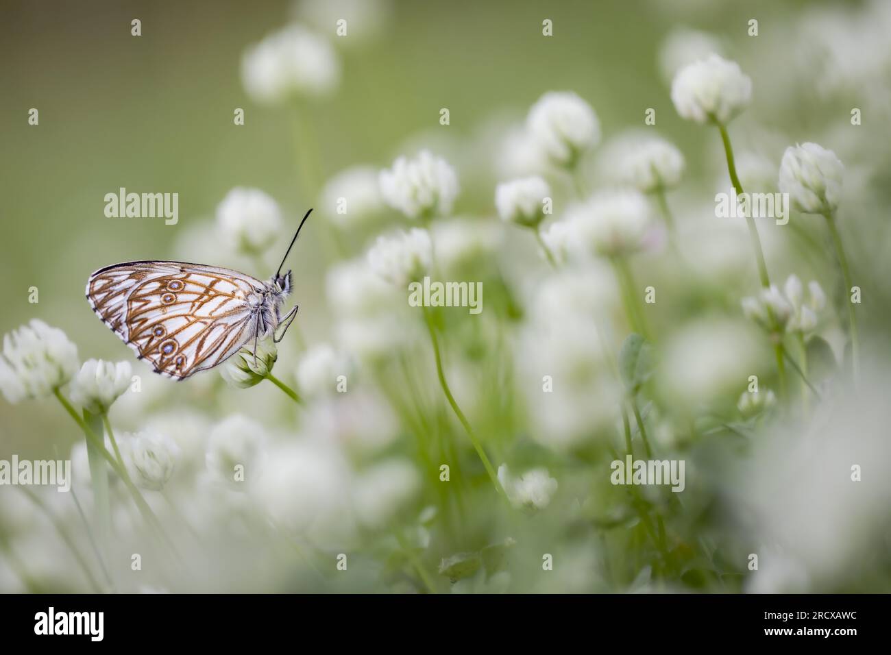 Western Marbled White (Melanargia occitanica), on clover, side view ...