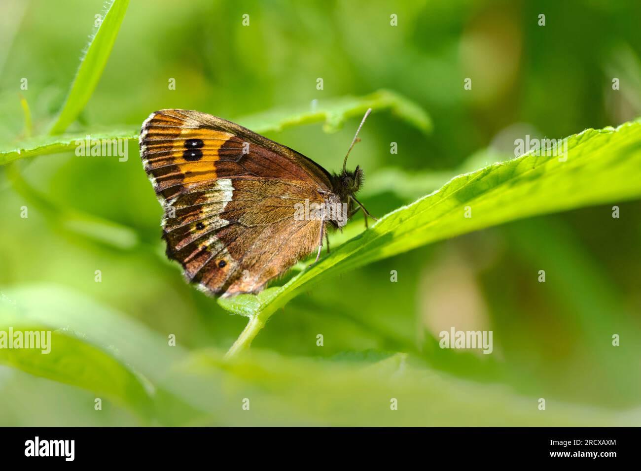 Scotch Argus, Scotch-Argus (Erebia aethiops), male sitting on a leaf ...
