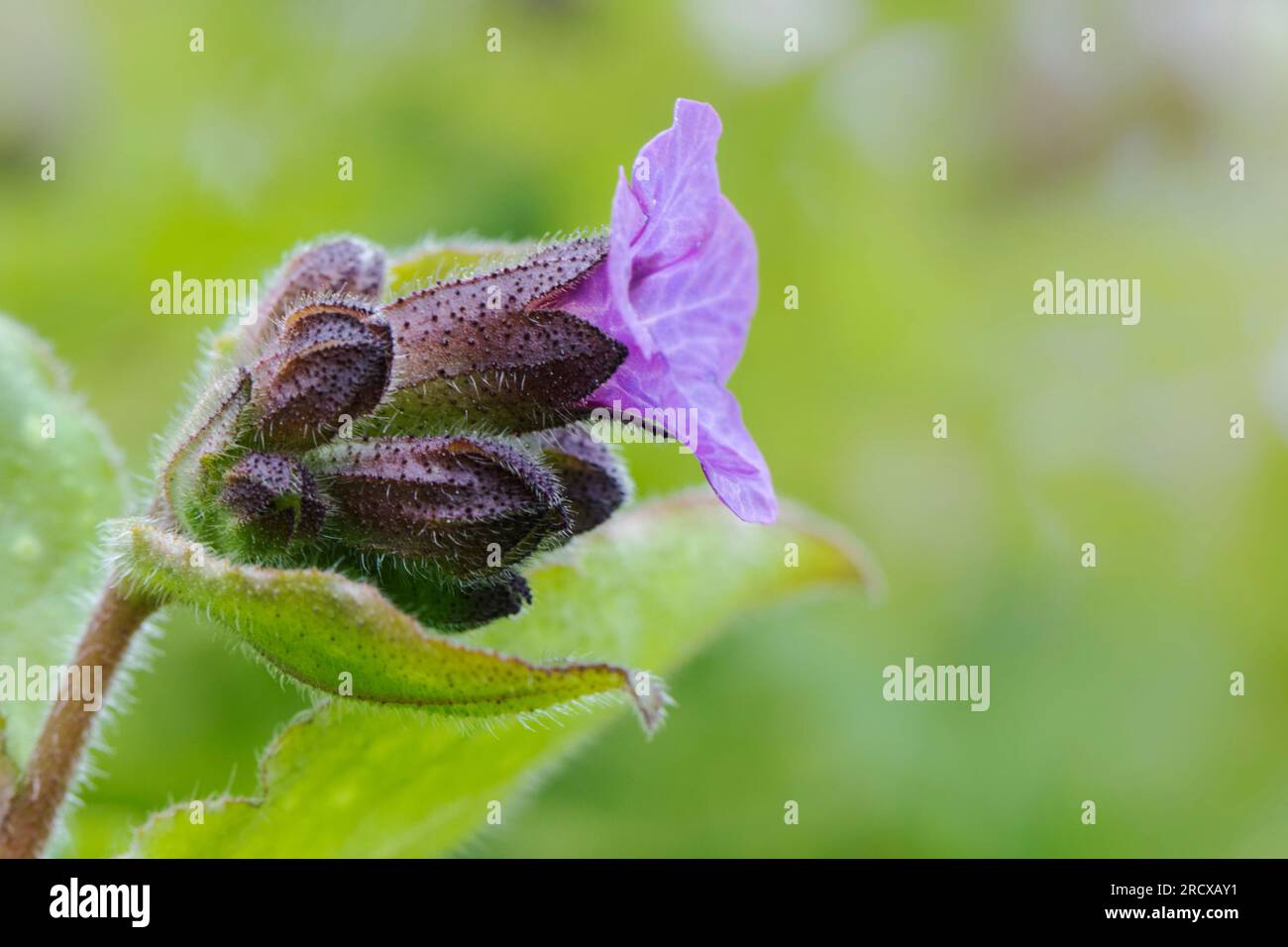 Common lungwort (Pulmonaria officinalis), flower, Netherlands, Frisia ...