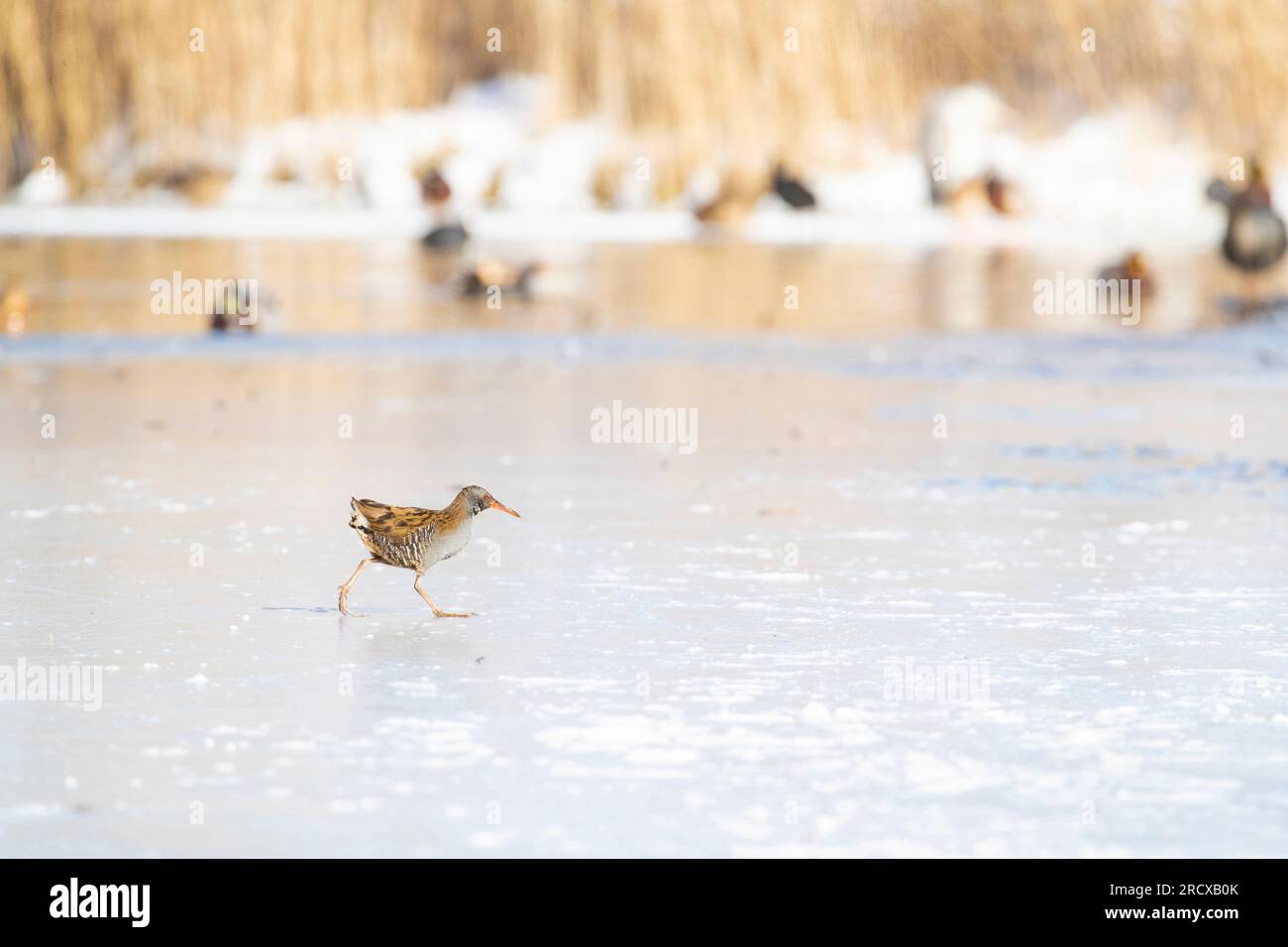 water rail (Rallus aquaticus), walking over a frozen pond, side view ...