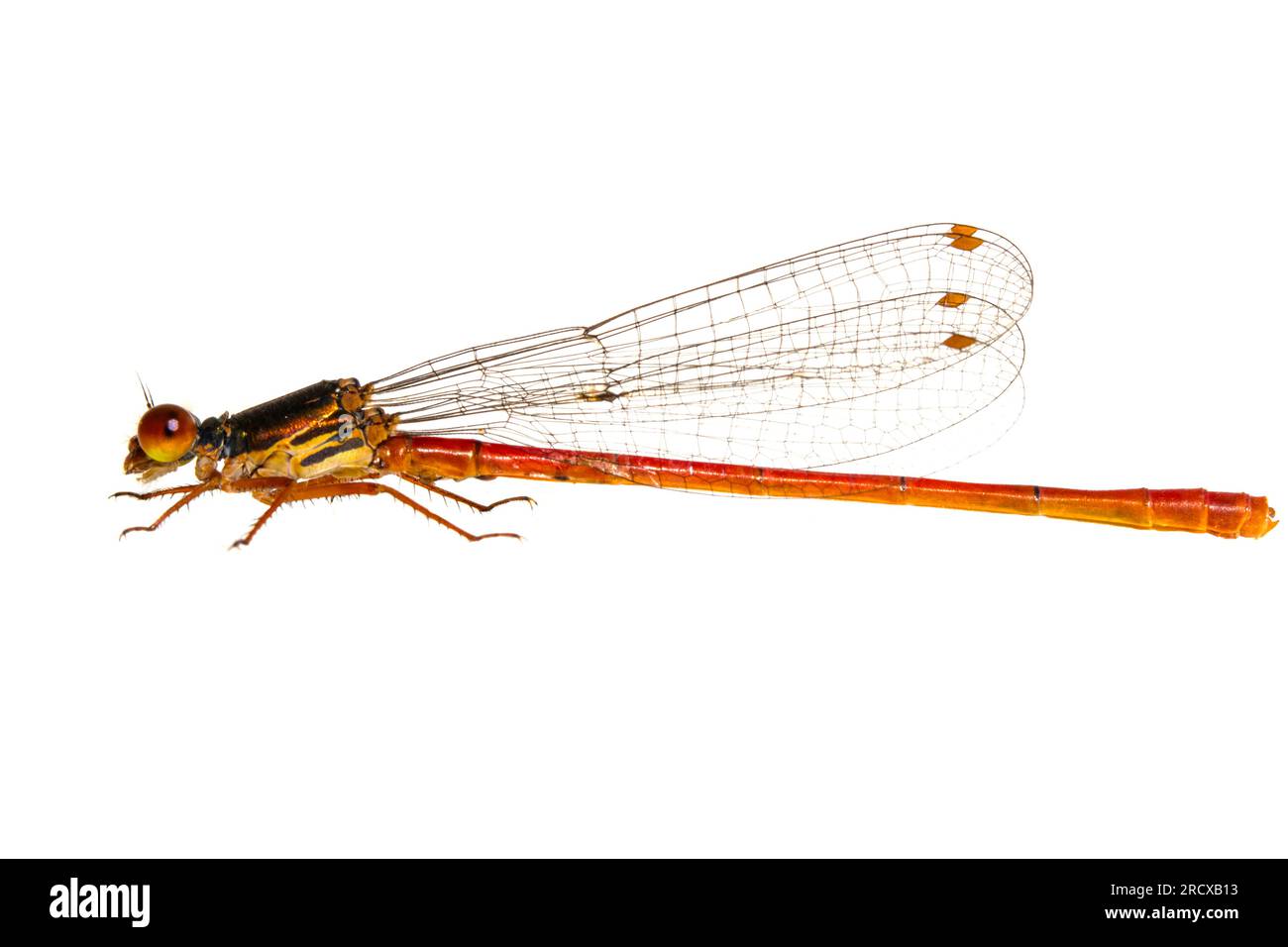 Small red damselfly (Ceriagrion tenellum), female, side view, cut out ...
