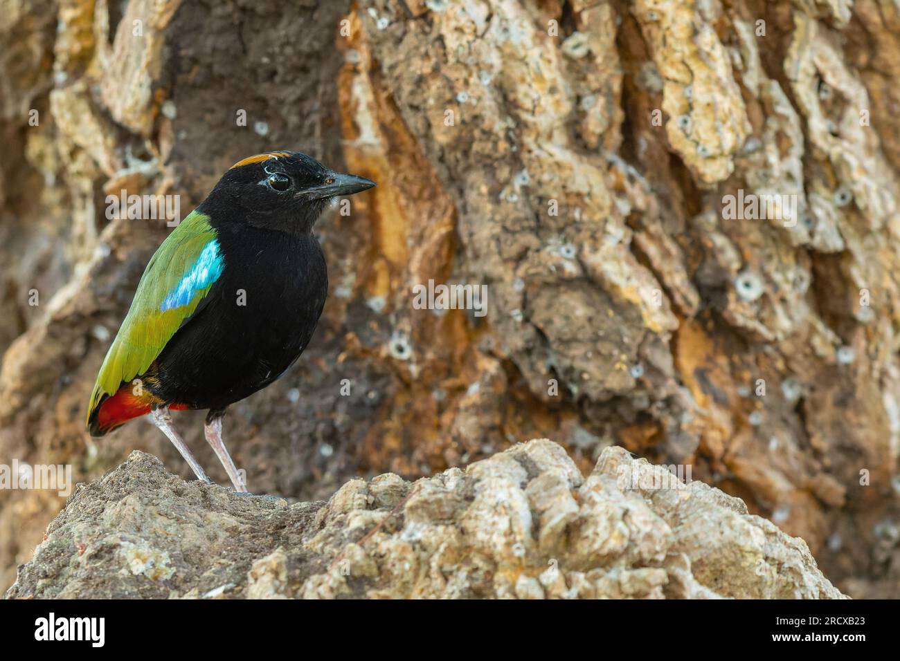 rainbow pitta (Pitta iris), sitting at a tree trunk, Australia ...