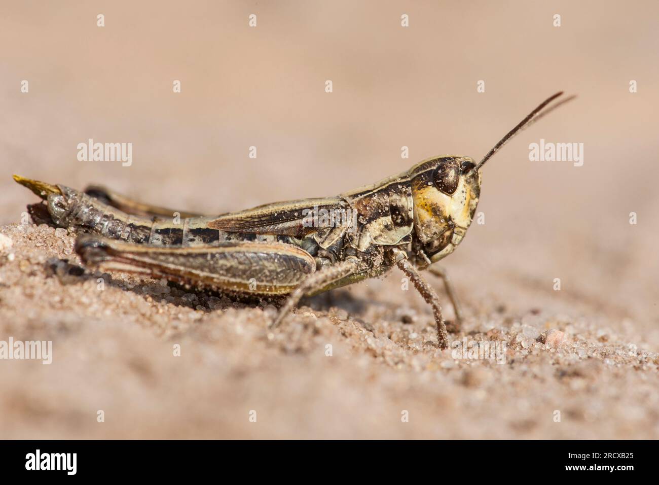 common meadow grasshopper (Chorthippus parallelus, Pseudochorthippus ...