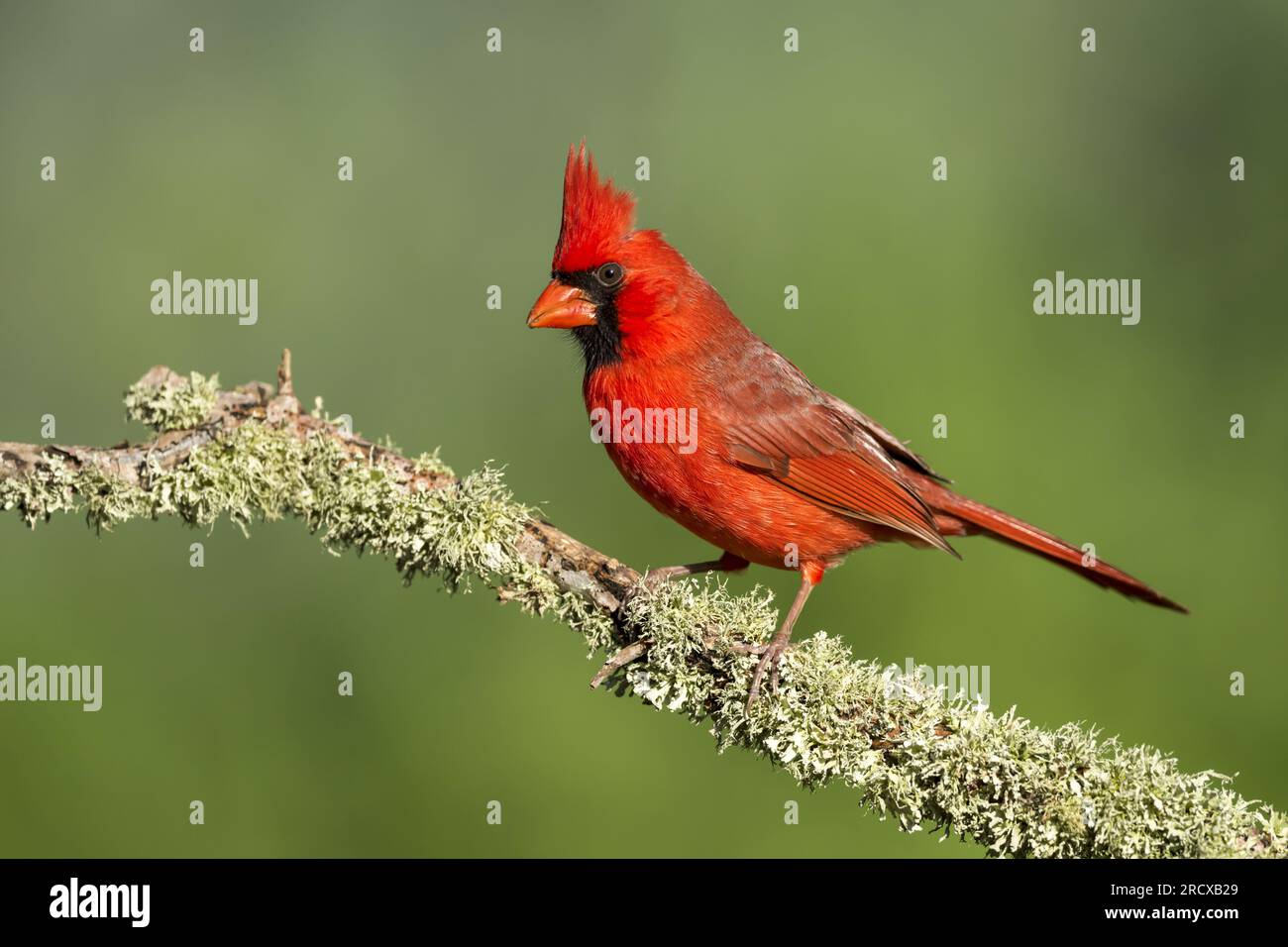 Common cardinal, Red cardinal (Cardinalis cardinalis), adult male ...
