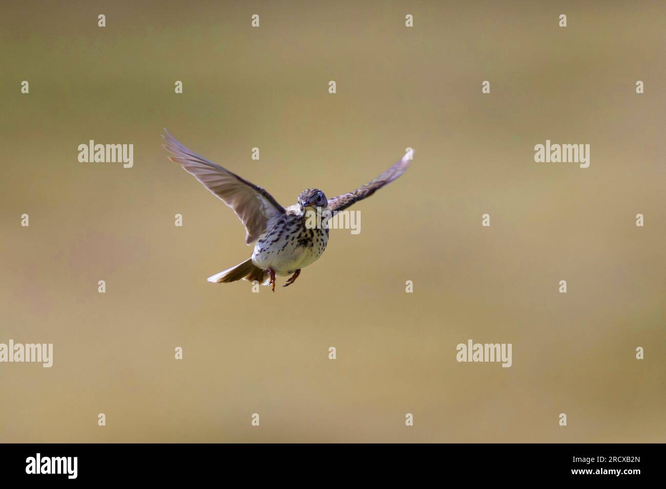 Flying f hecker animal hi-res stock photography and images - Alamy