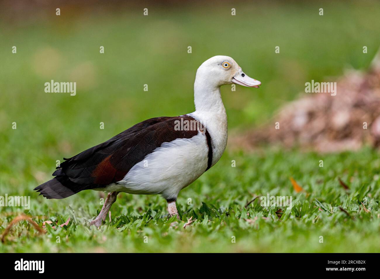 Australian black duck hi-res stock photography and images - Alamy