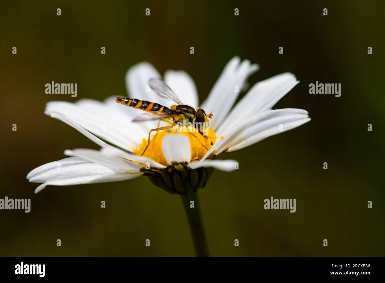 Globetail hoverfly hi-res stock photography and images - Alamy