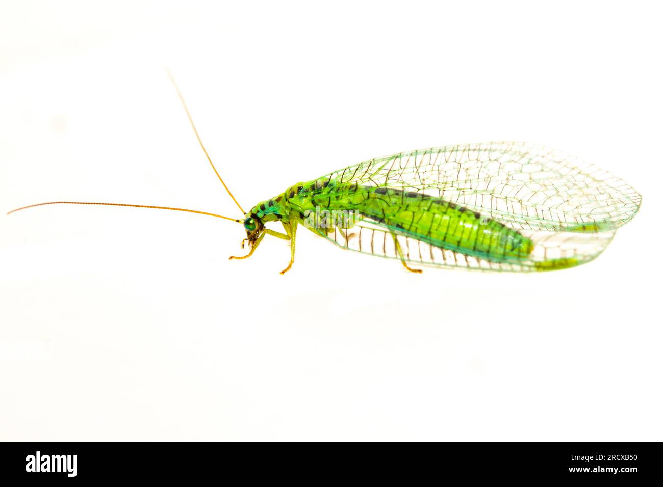 Neuroptera chrysopa perla hi-res stock photography and images - Alamy