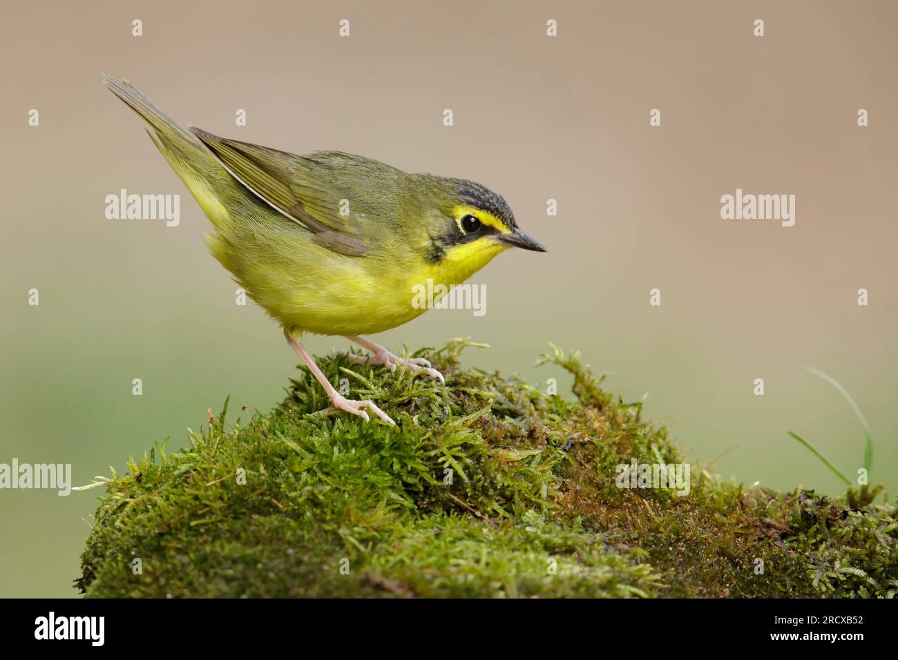 kentucky warbler (Geothlypis formosa), female perching on mosscovered ...