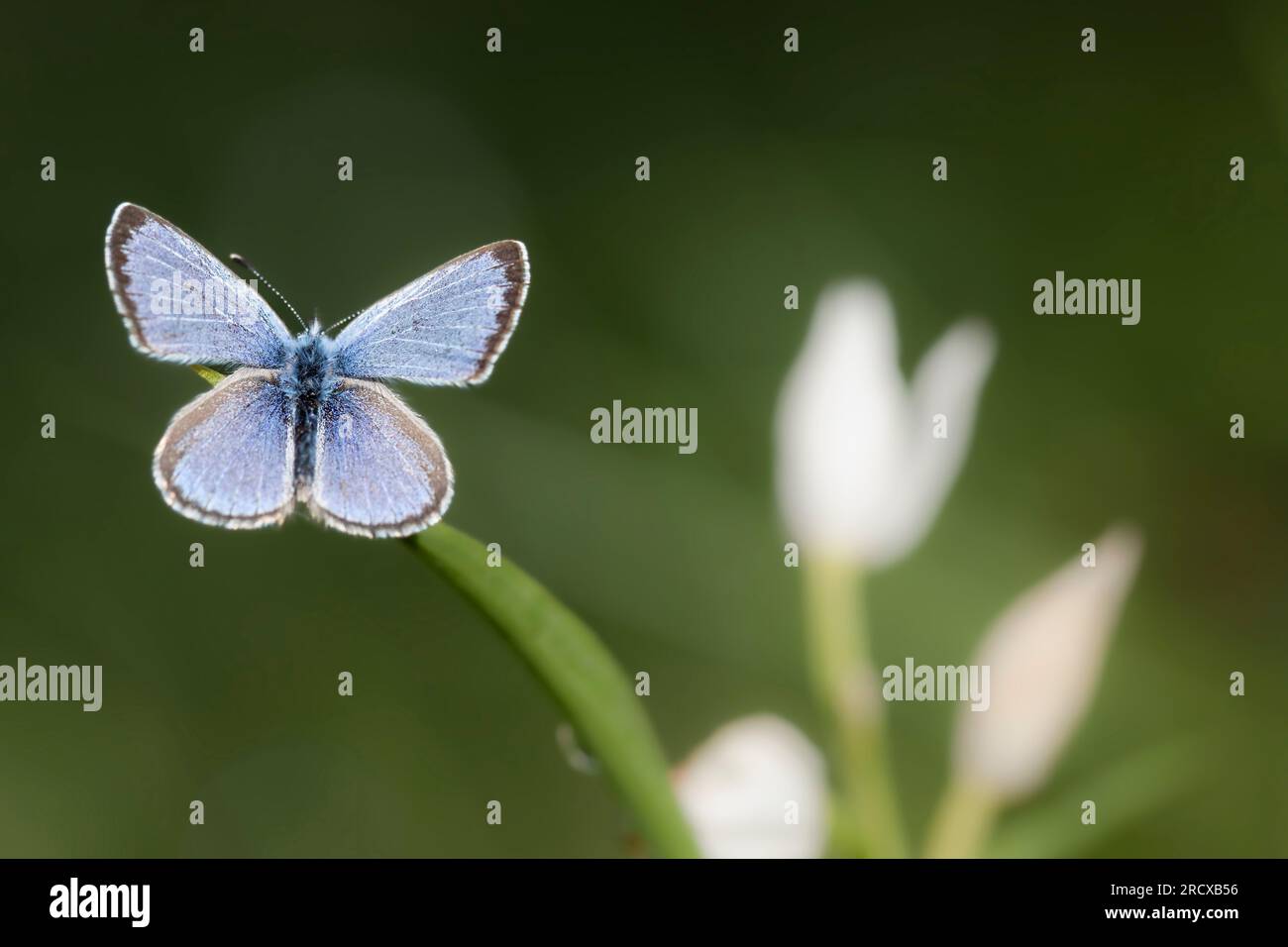 Black-eyed Blue (Glaucopsyche melanops), at a leaf, dorsal view, France ...
