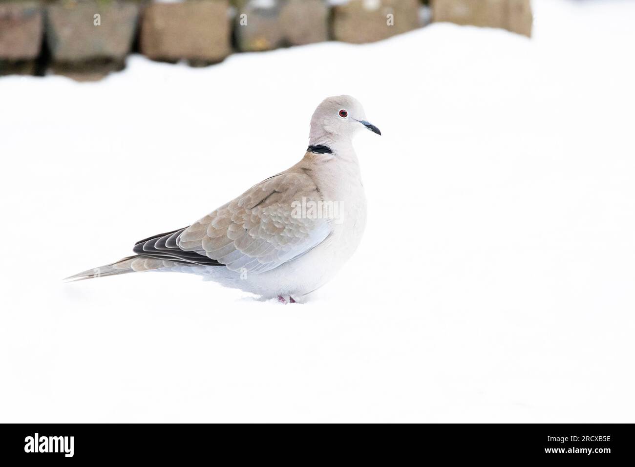 collared dove (Streptopelia decaocto), male sitting in snow ...