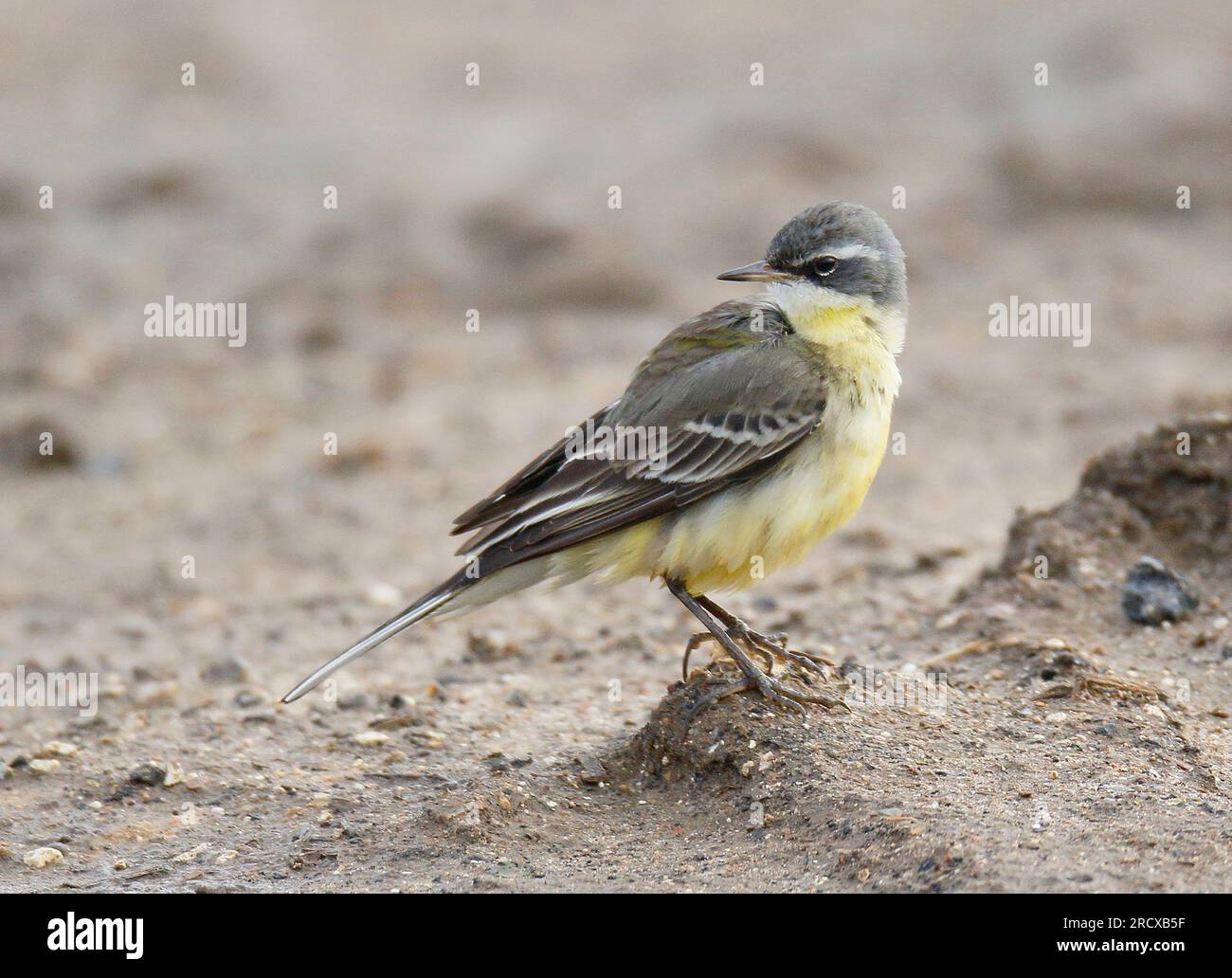 Eastern yellow wagtail (Motacilla tschutschensis tschutschensis ...