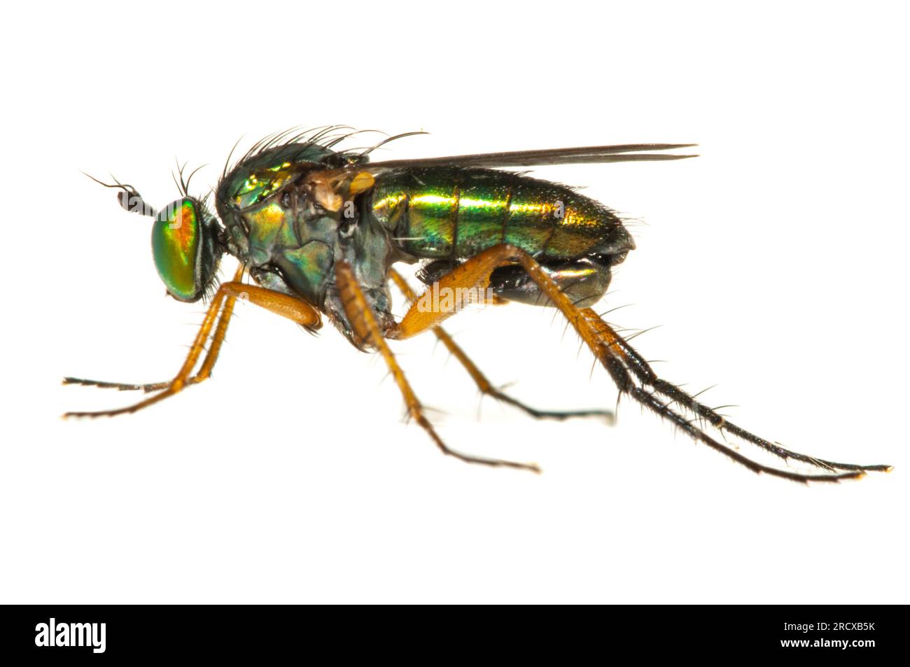 longlegged fly (Dolichopus ungulatus), side view, cut out, Netherlands ...