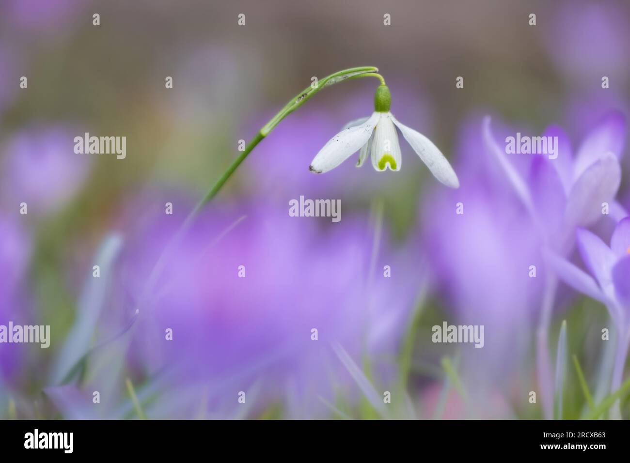 Snowdrop and crocus galanthus hi-res stock photography and images - Alamy