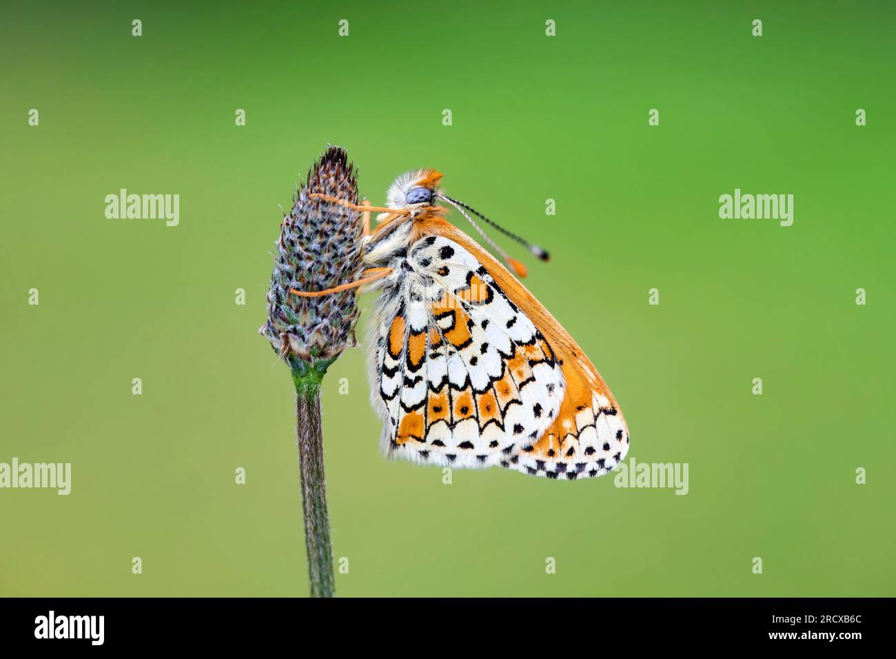 Glanville fritillary (Melitaea cinxia, Mellicta cinxia), at plantain ...