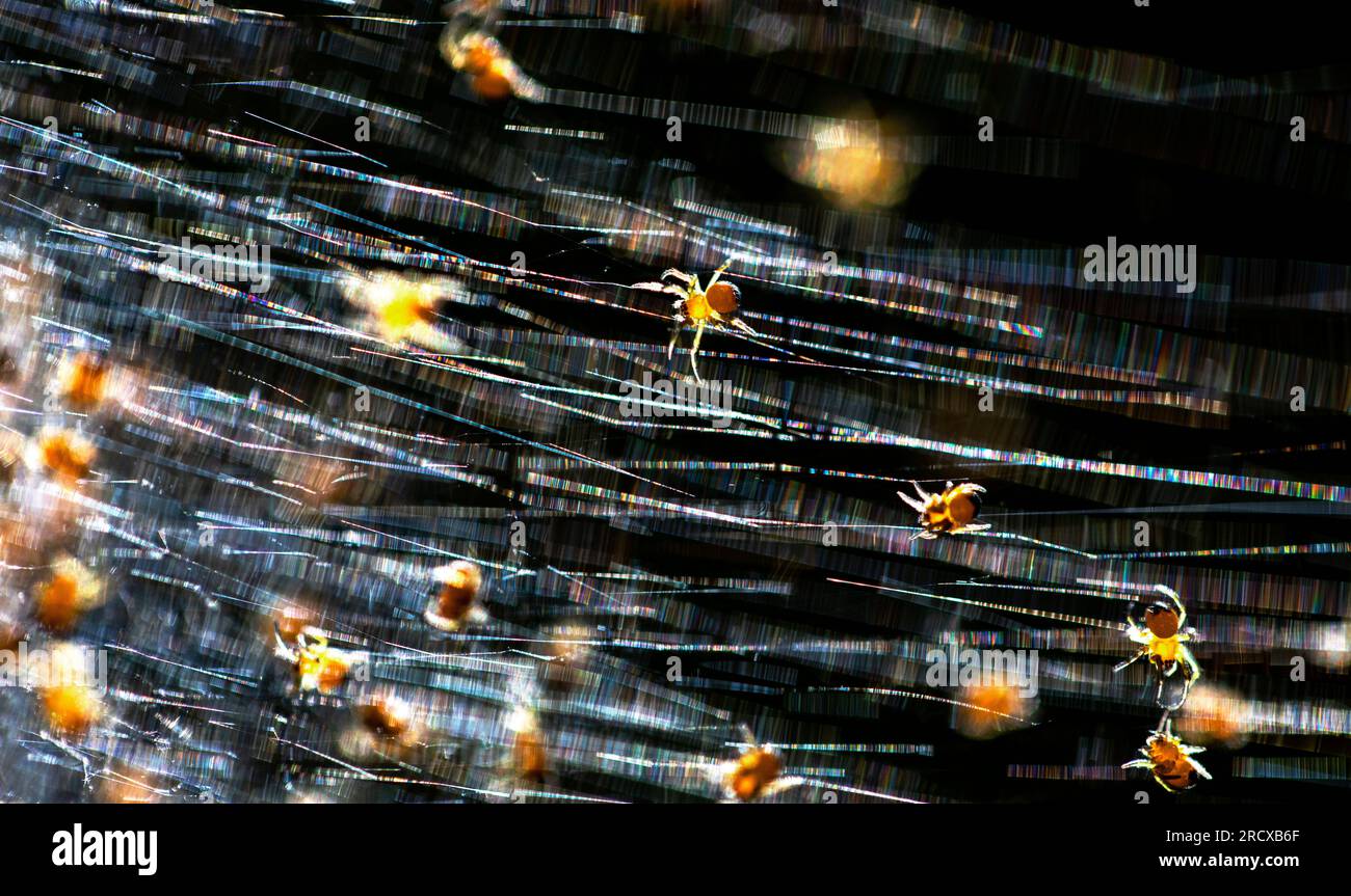 Cross Orbweaver European Garden Spider Cross Spider Araneus