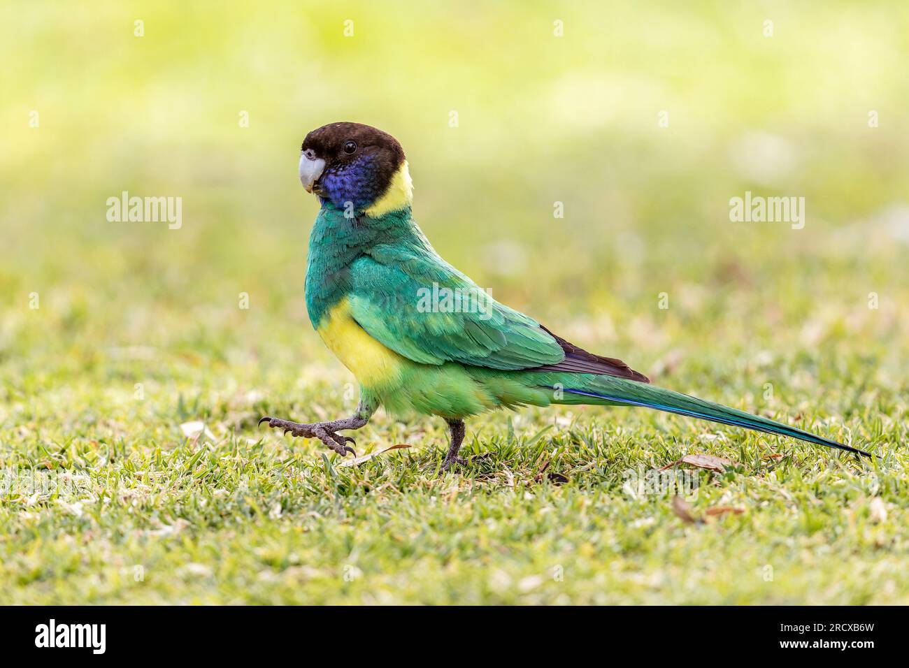 Australian ringneck (Barnardius zonarius), walking on a lawn, Australia ...