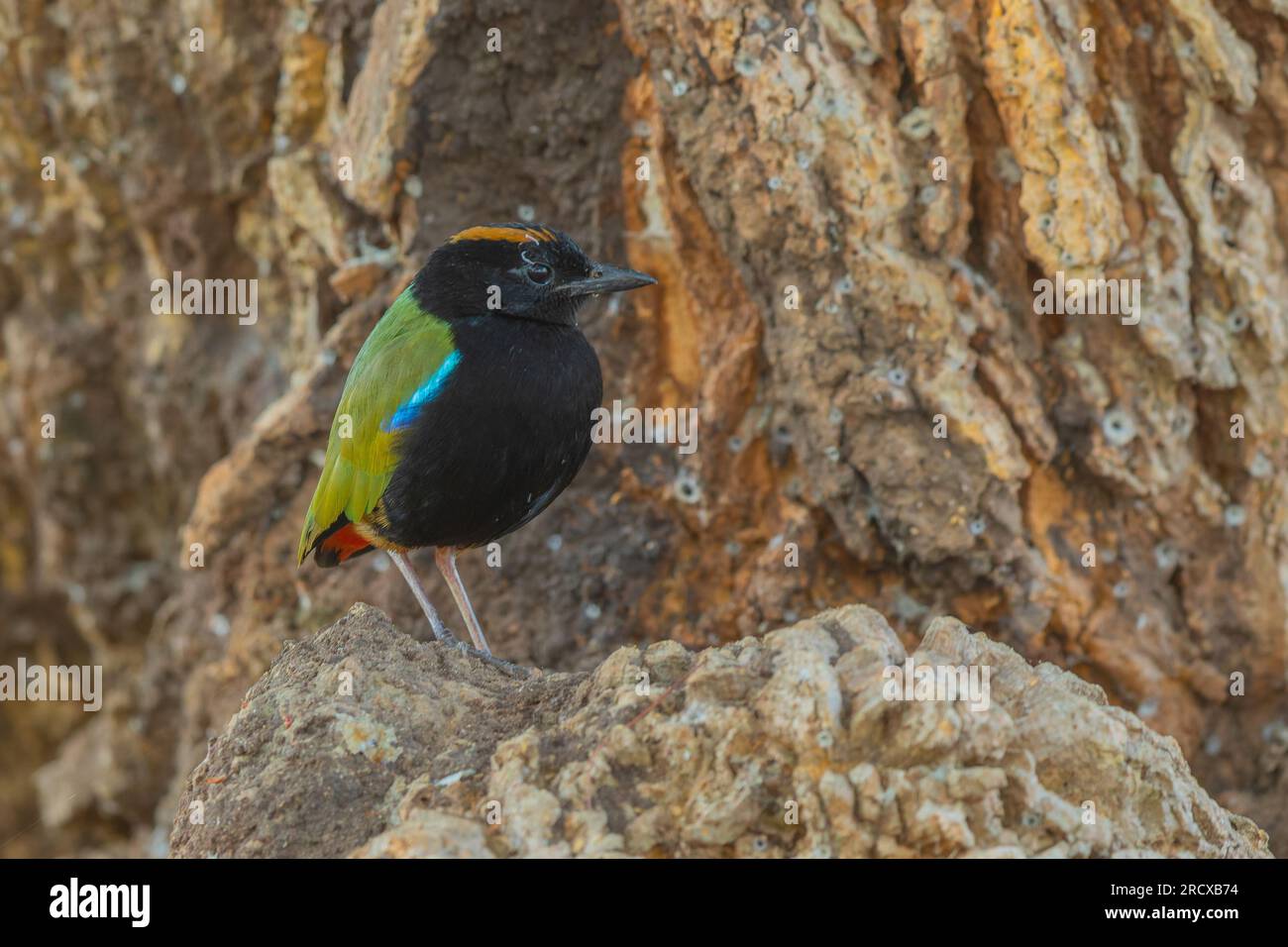 rainbow pitta (Pitta iris), sitting at a tree trunk, Australia ...