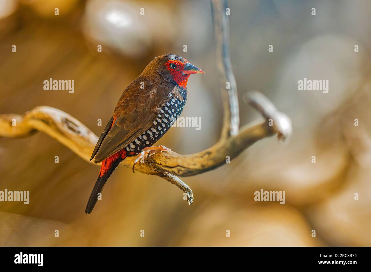 painted finch (Emblema picta, Emblema pictum), sitting on a branch ...