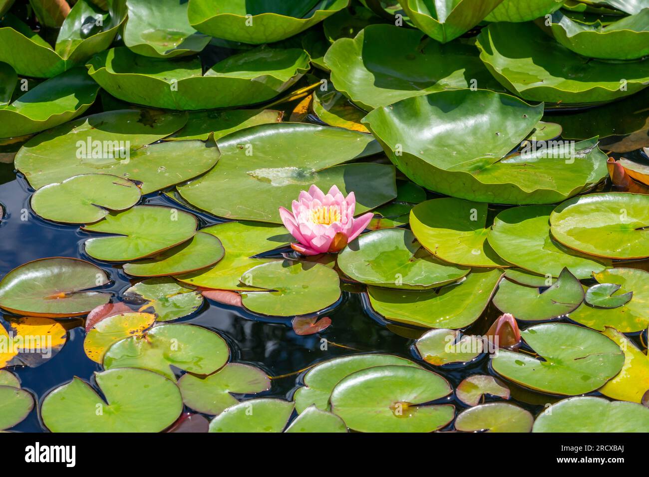 water lily in the pond Stock Photo - Alamy