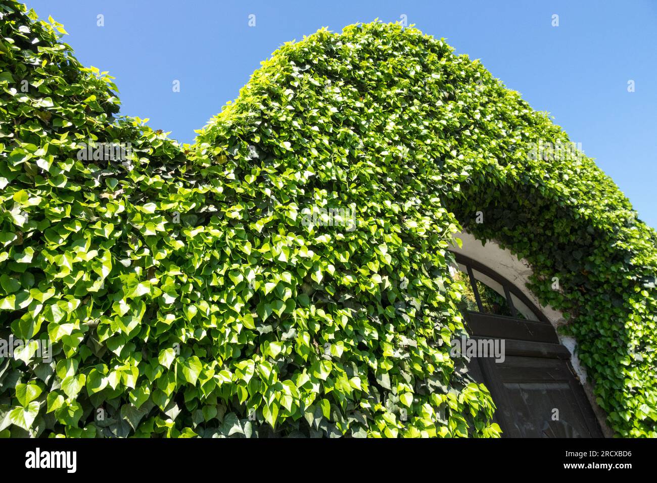 Common ivy, Hedera helix, English Ivy, Growing, Arch old rural gate ...