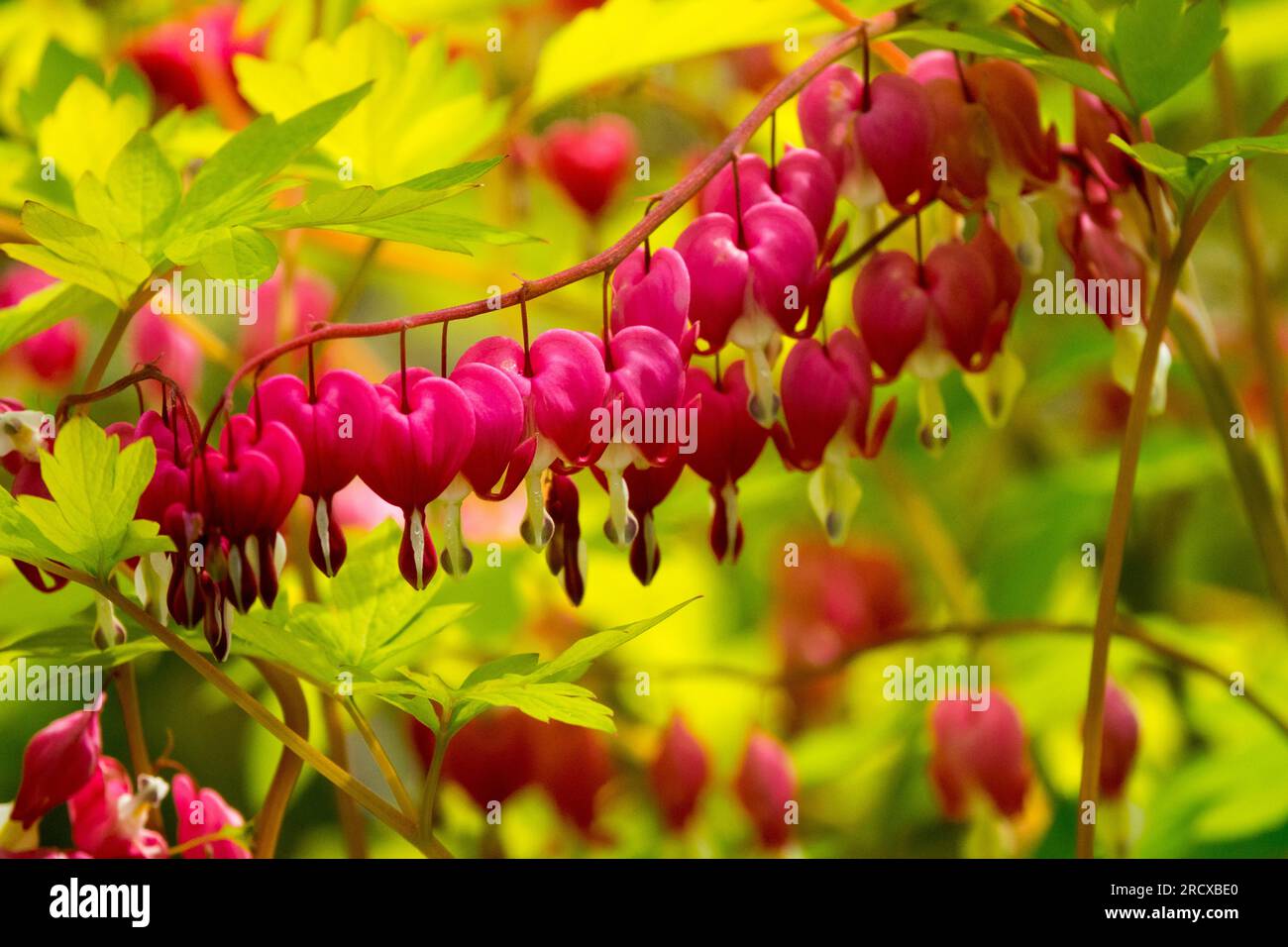Bleeding hearts in garden hi-res stock photography and images - Alamy