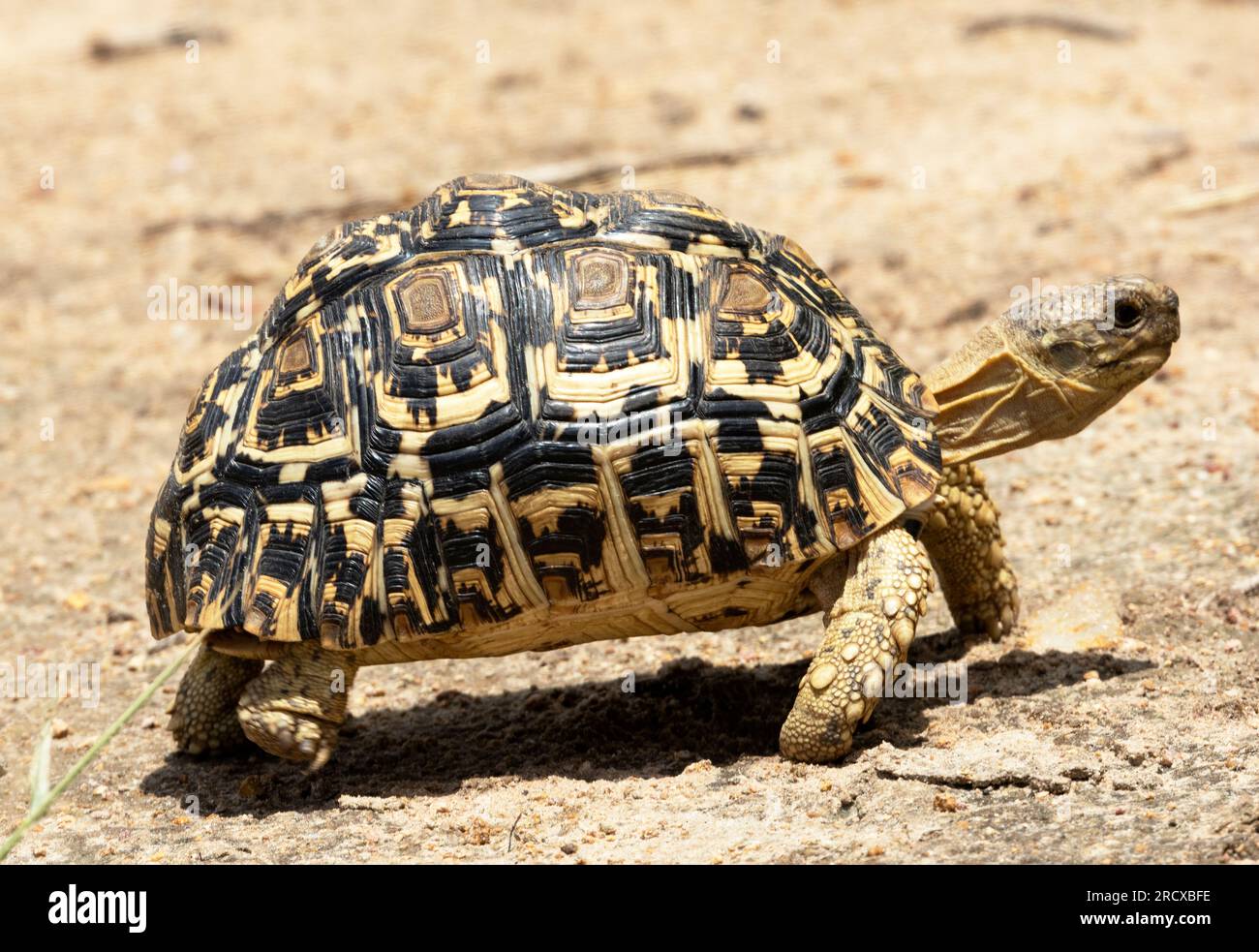 The Leopard Tortoise is the most common and widespread of the family in ...