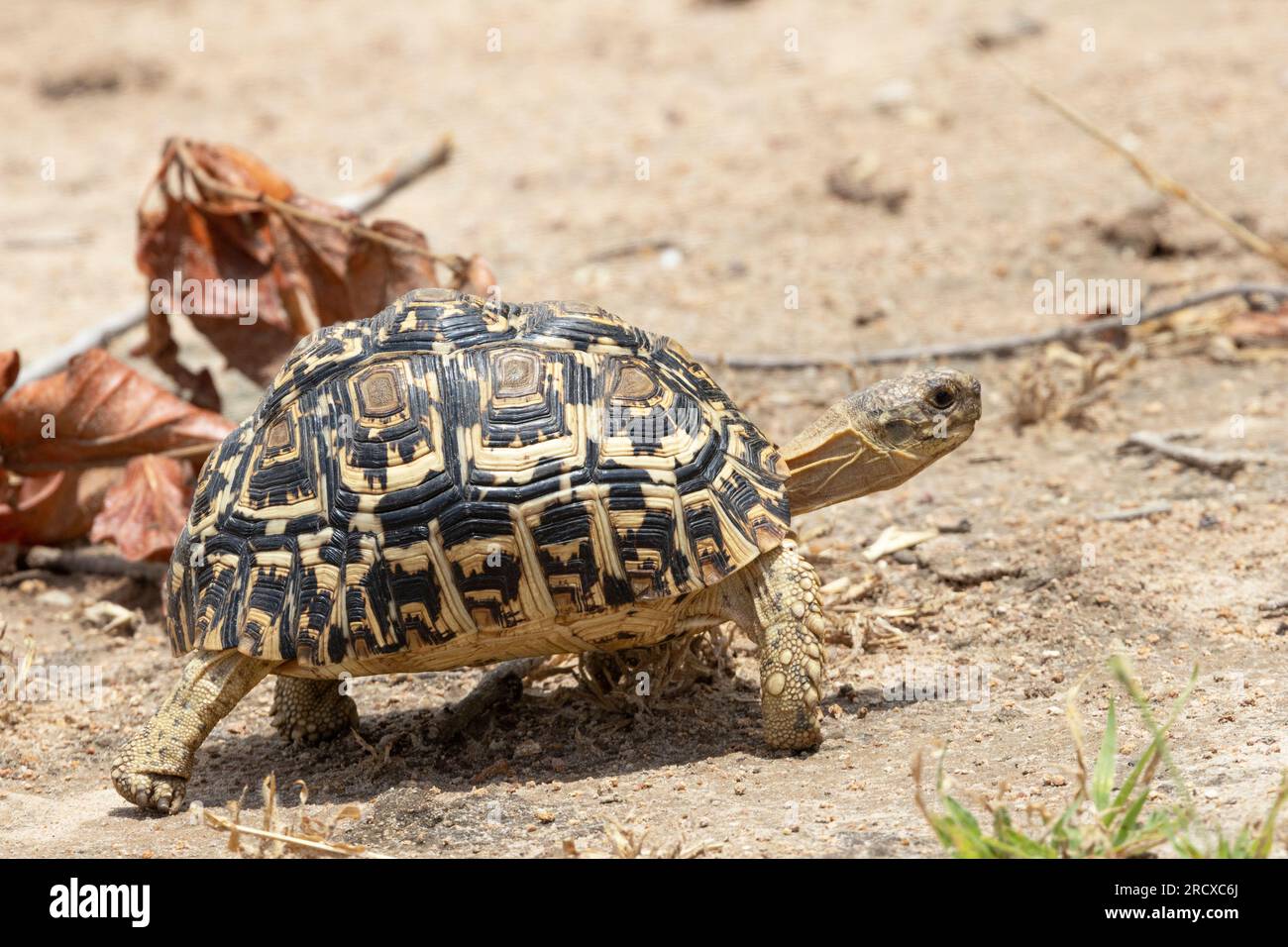 The Leopard Tortoise is the most common and widespread of the family in ...