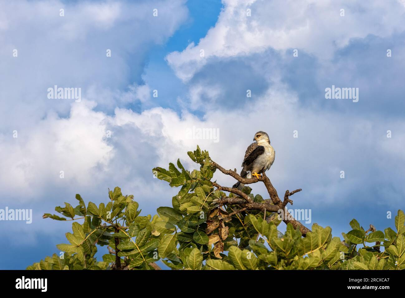 Black shouldered hawk hi-res stock photography and images - Alamy