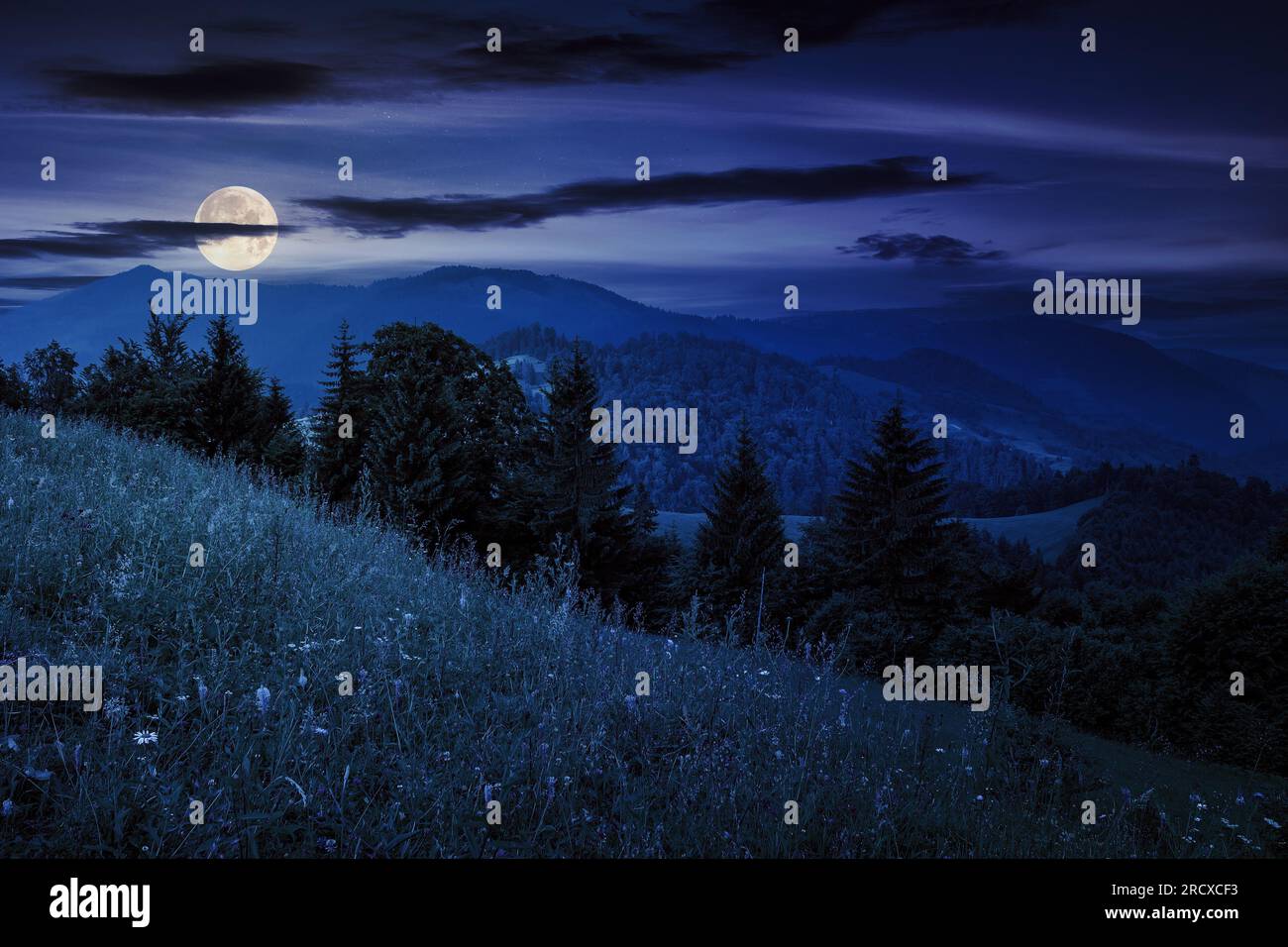 glade with coniferous trees on the hillside at night. beautiful ...