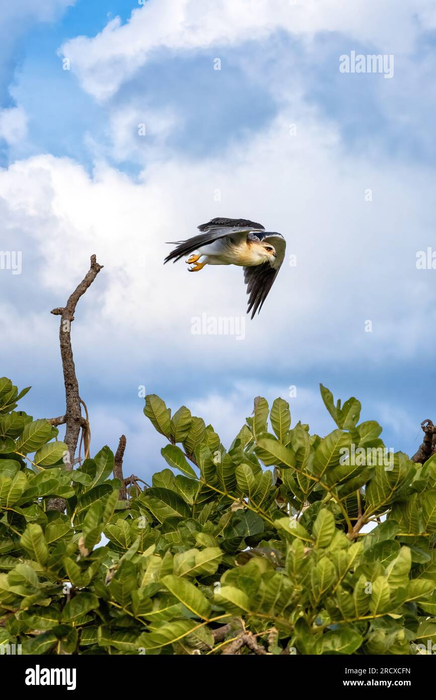 Black shouldered hawk hi-res stock photography and images - Alamy