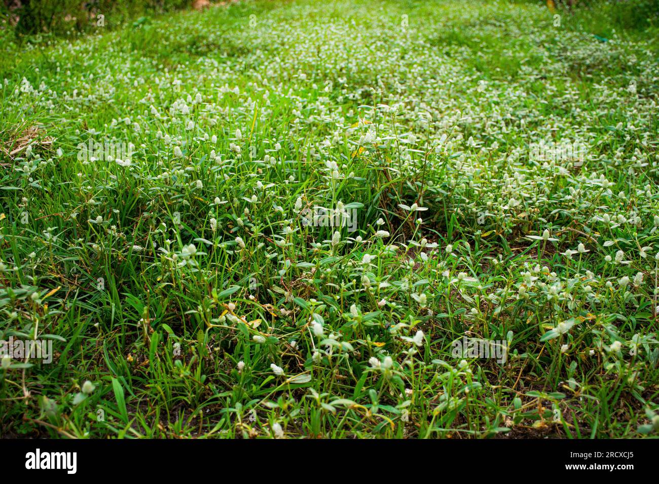 green grass top view, abstract nature field background Stock Photo - Alamy