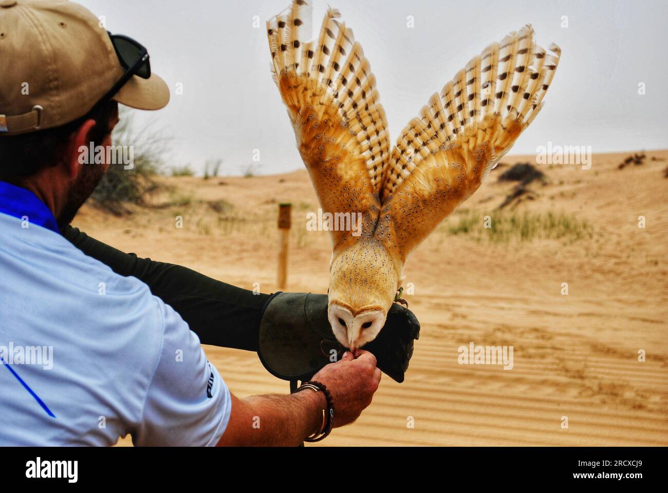 An owl eats food in Dubai Stock Photo - Alamy