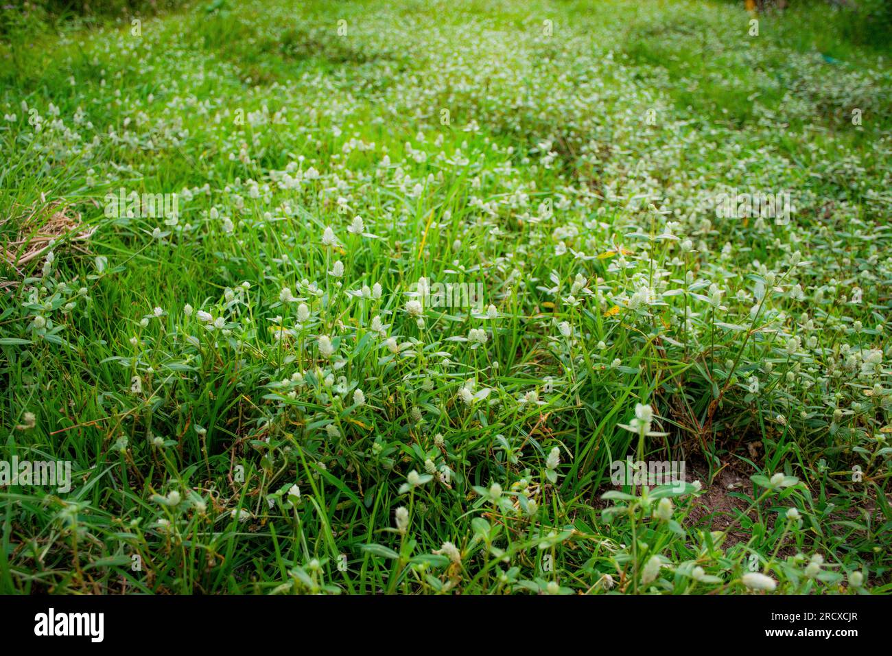 green grass top view, abstract nature field background Stock Photo - Alamy