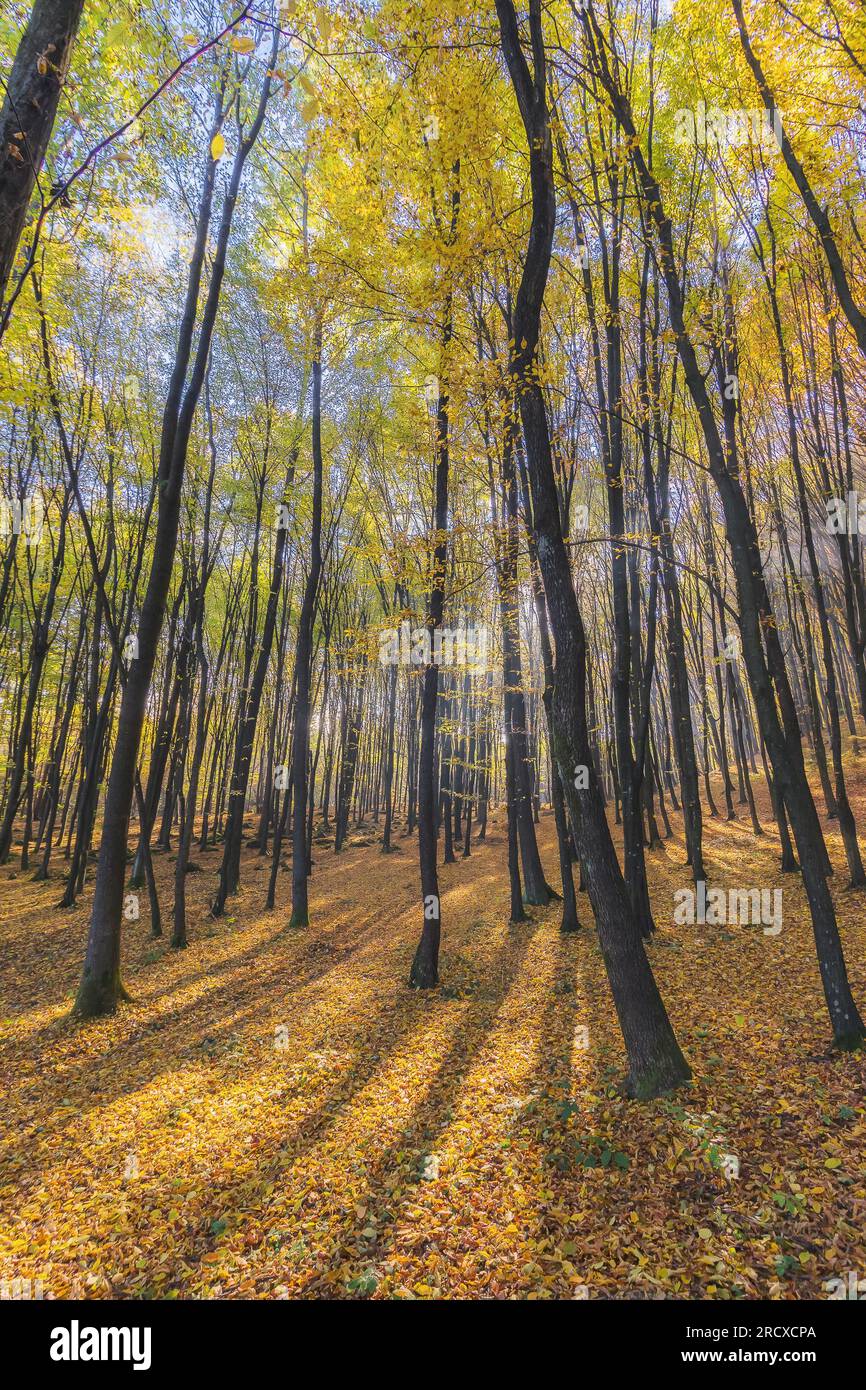 Fall Weather Wallpaper